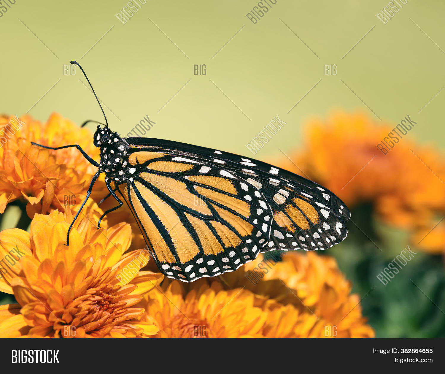 Monarch Butterfly ( Image & Photo (Free Trial) | Bigstock