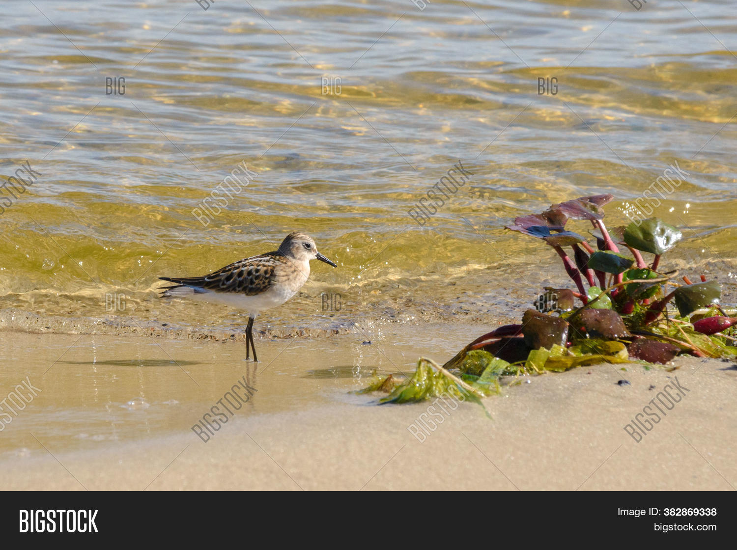 Small Fast Bird Image & Photo (Free Trial) | Bigstock