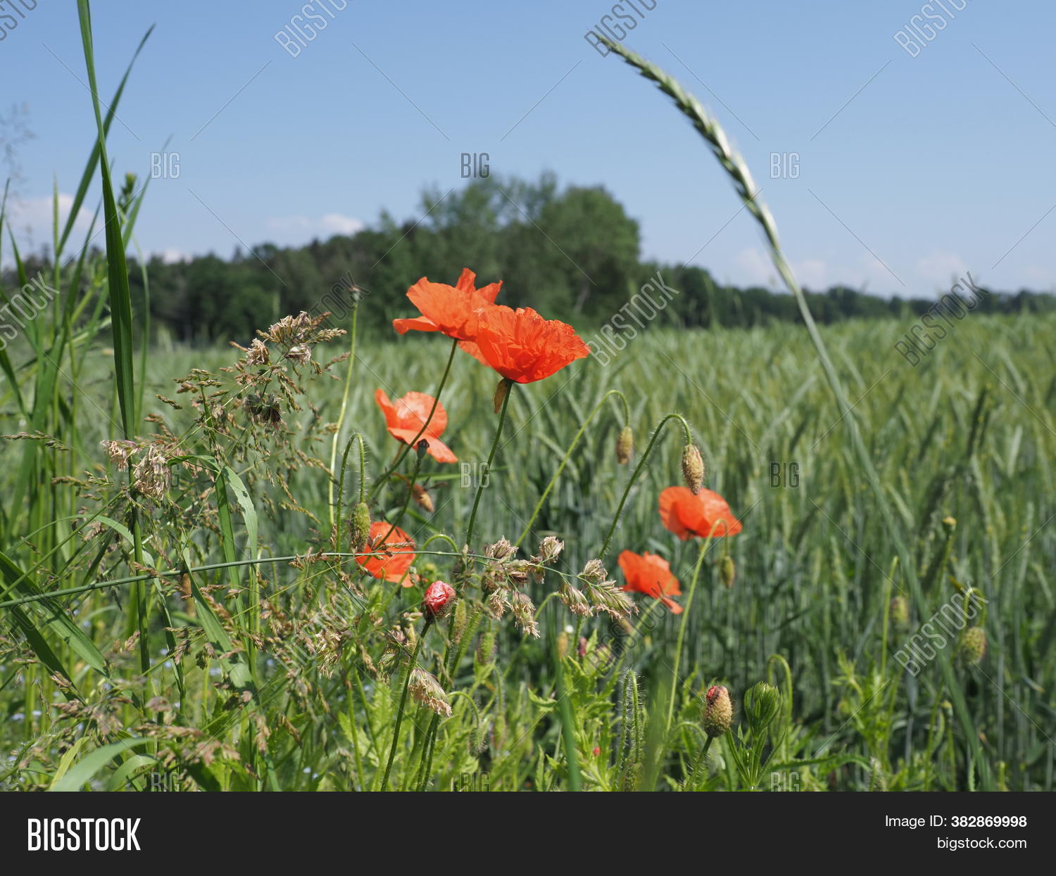 Wild Red Papavers Image & Photo (Free Trial) | Bigstock
