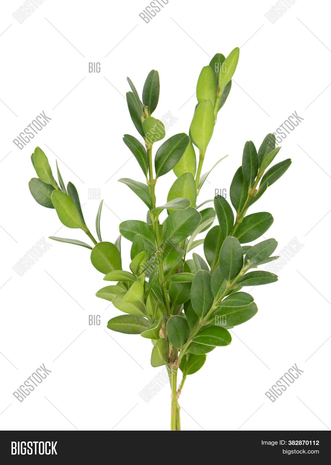 Boxwood Branch Image & Photo (Free Trial) | Bigstock