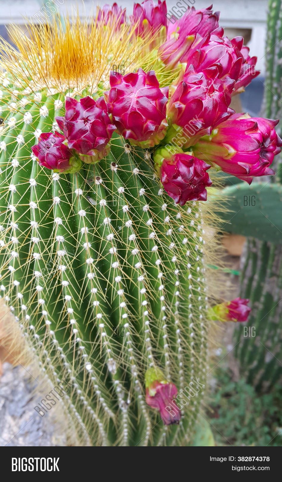 Prickly Cactus Image & Photo (Free Trial) | Bigstock