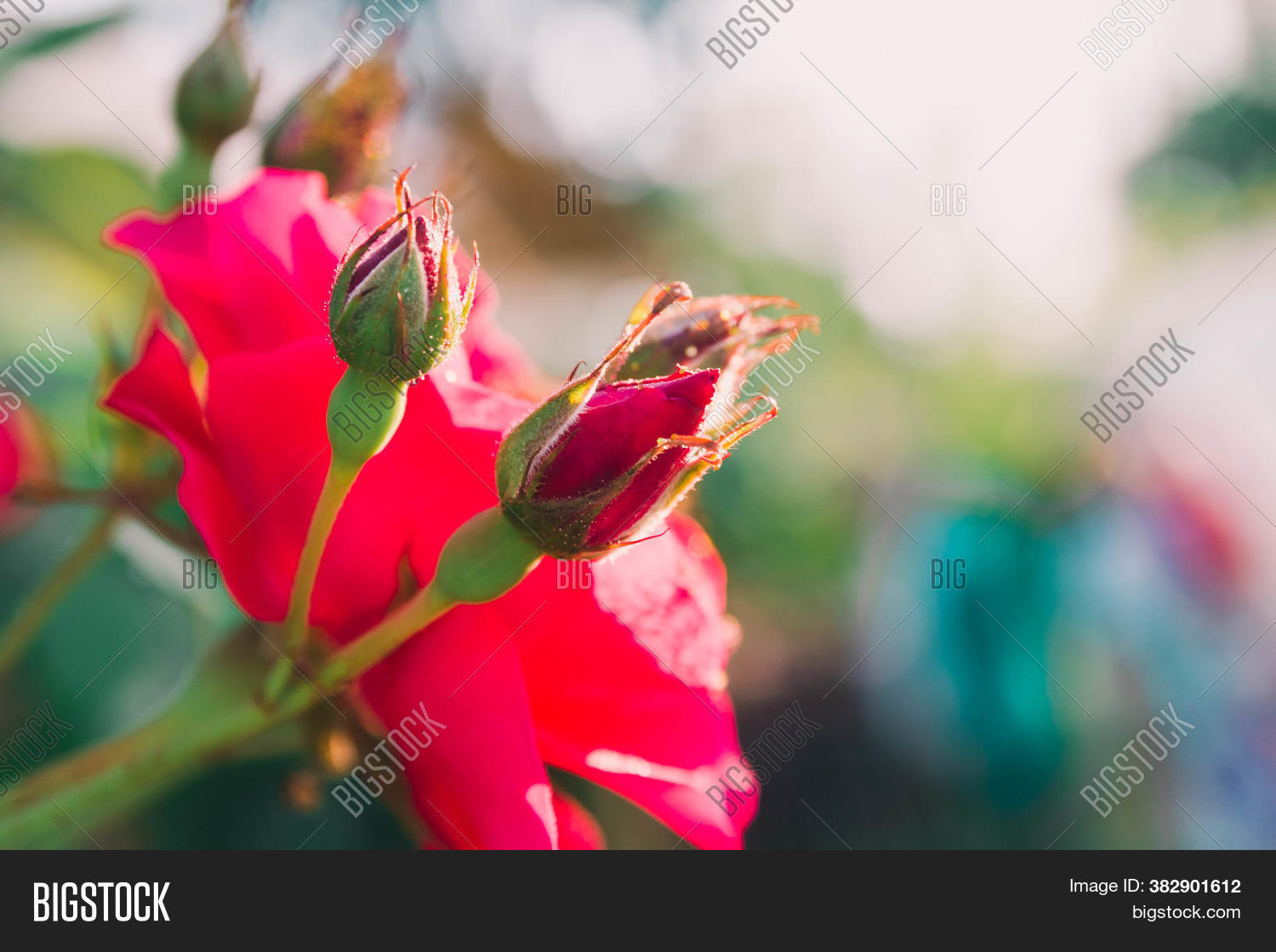Red Rose Flower Buds Image & Photo (Free Trial) | Bigstock