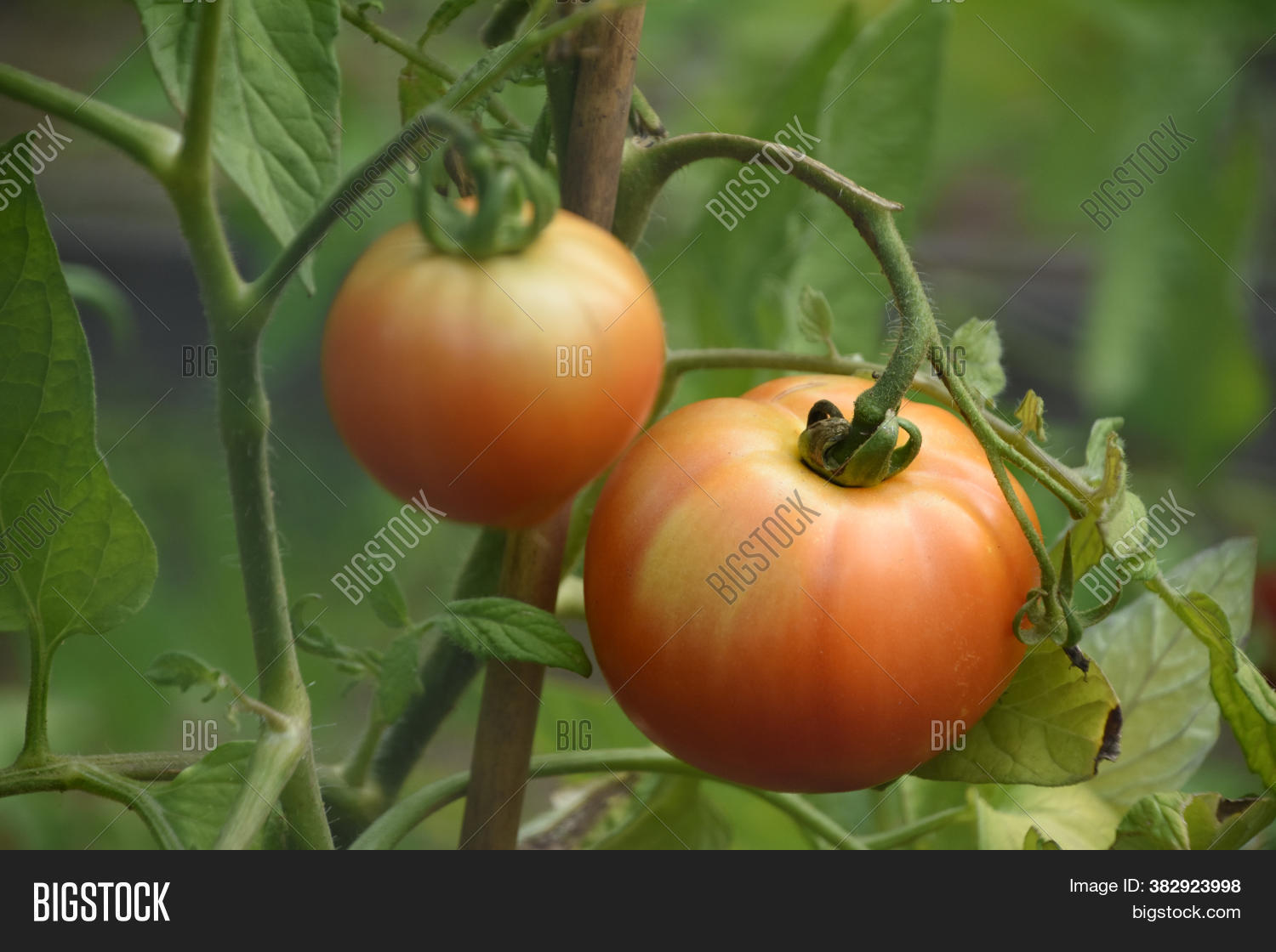 Garden Fresh Tomatos Image & Photo (Free Trial) | Bigstock