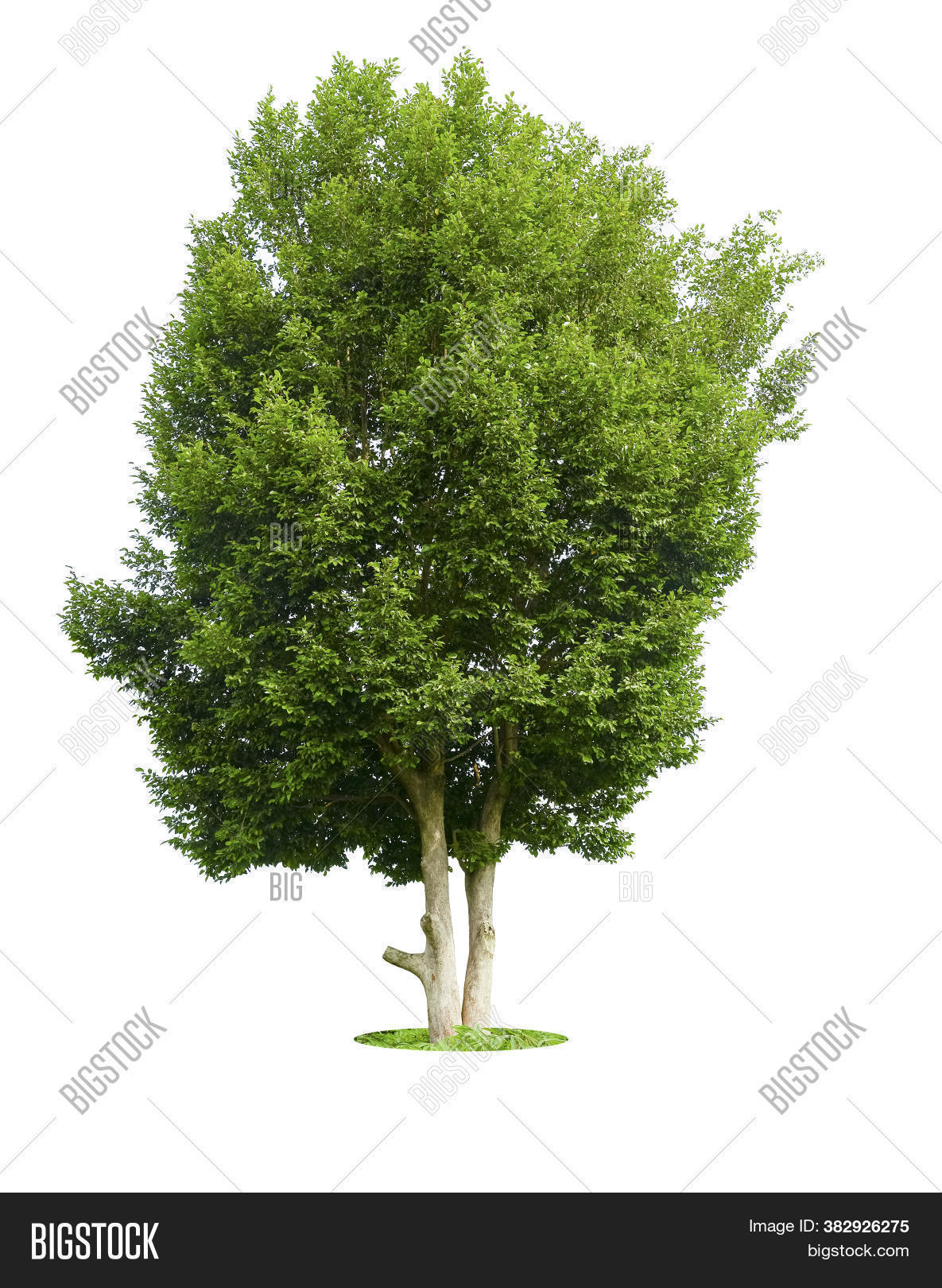 Isolated Big Tree On Image & Photo (Free Trial) | Bigstock