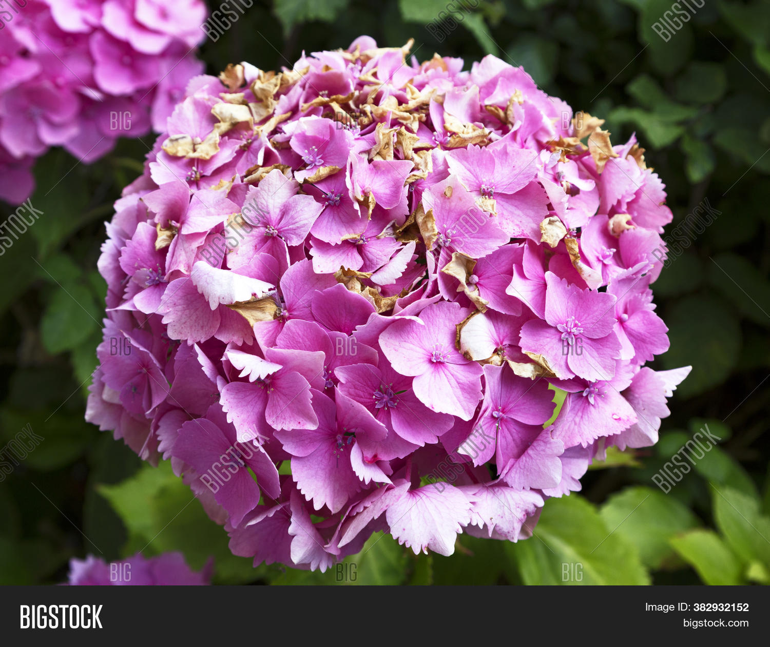 Hydrangea Flower Image & Photo (Free Trial) | Bigstock