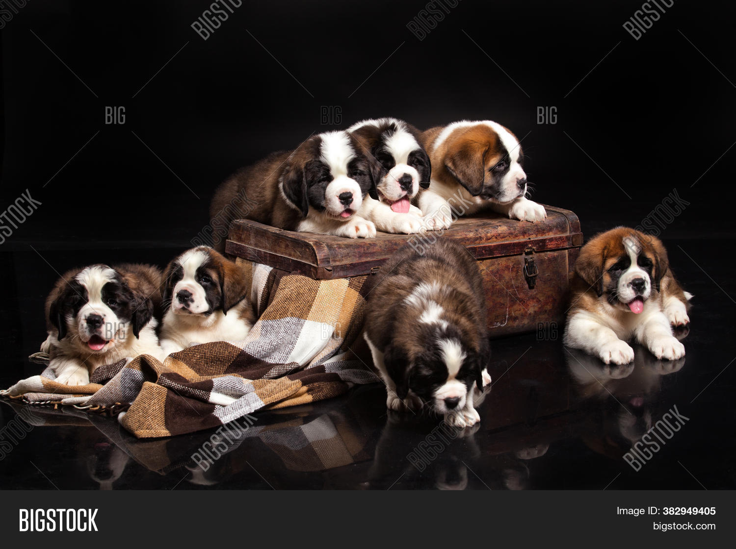 Little St. Bernard Image & Photo (Free Trial) | Bigstock