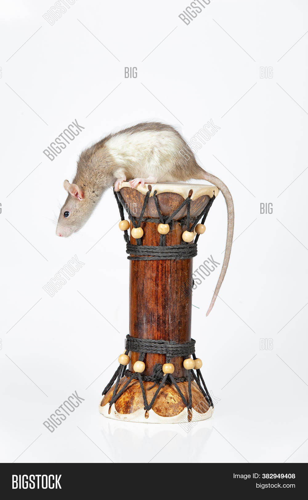 Rat Drum On Isolated Image & Photo (Free Trial) | Bigstock