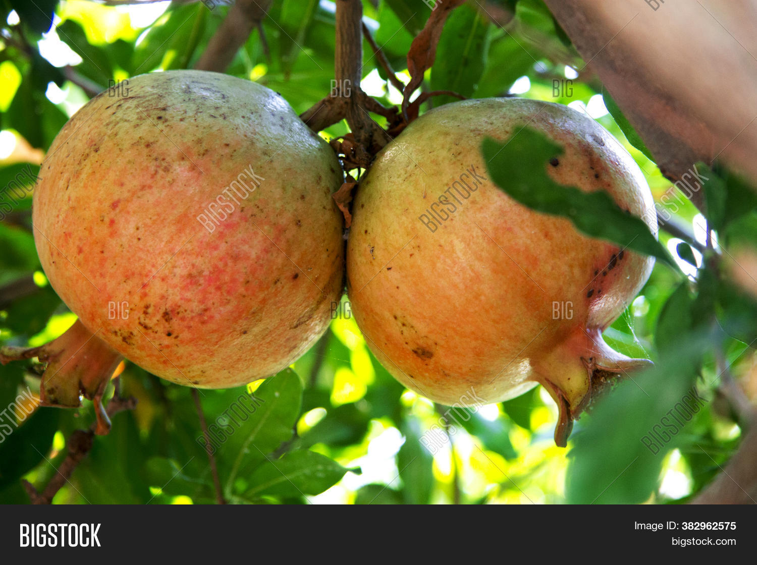 Green Pomegranate Image & Photo (Free Trial) | Bigstock
