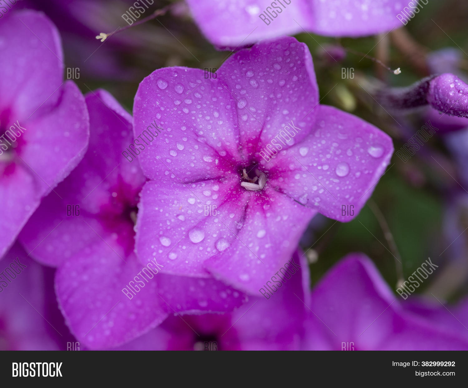 Purple Flame Flowers Image & Photo (Free Trial) | Bigstock