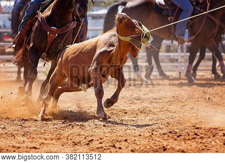 Lasso Rope Images, Illustrations & Vectors (Free) - Bigstock