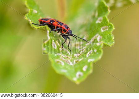 Small Beetle Insect On Image & Photo (Free Trial) | Bigstock