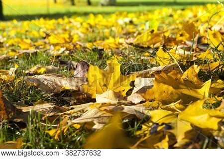 Autumn Yellow Foliage Image & Photo (Free Trial) | Bigstock