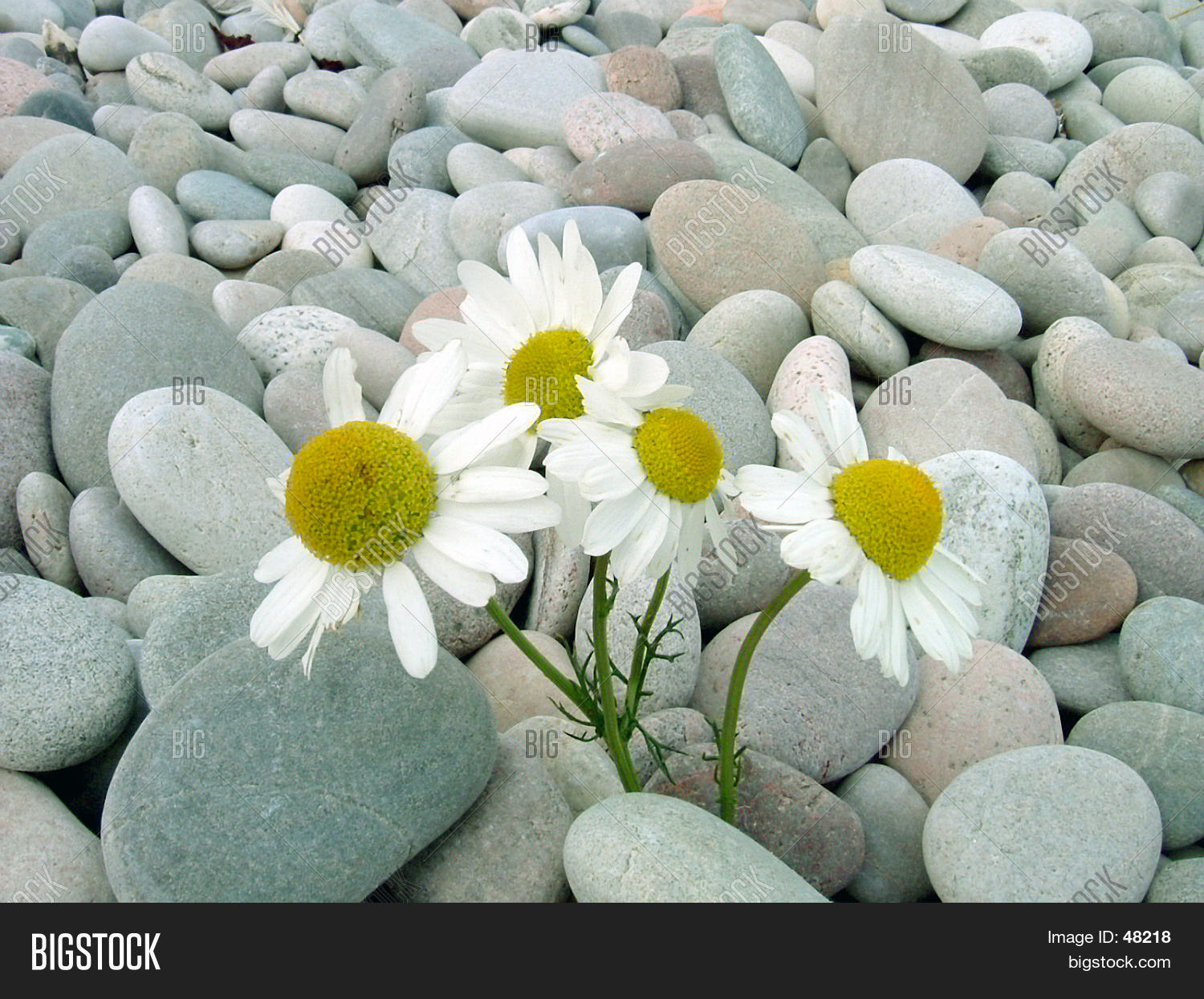 Beach Daisy Image & Photo (Free Trial) | Bigstock