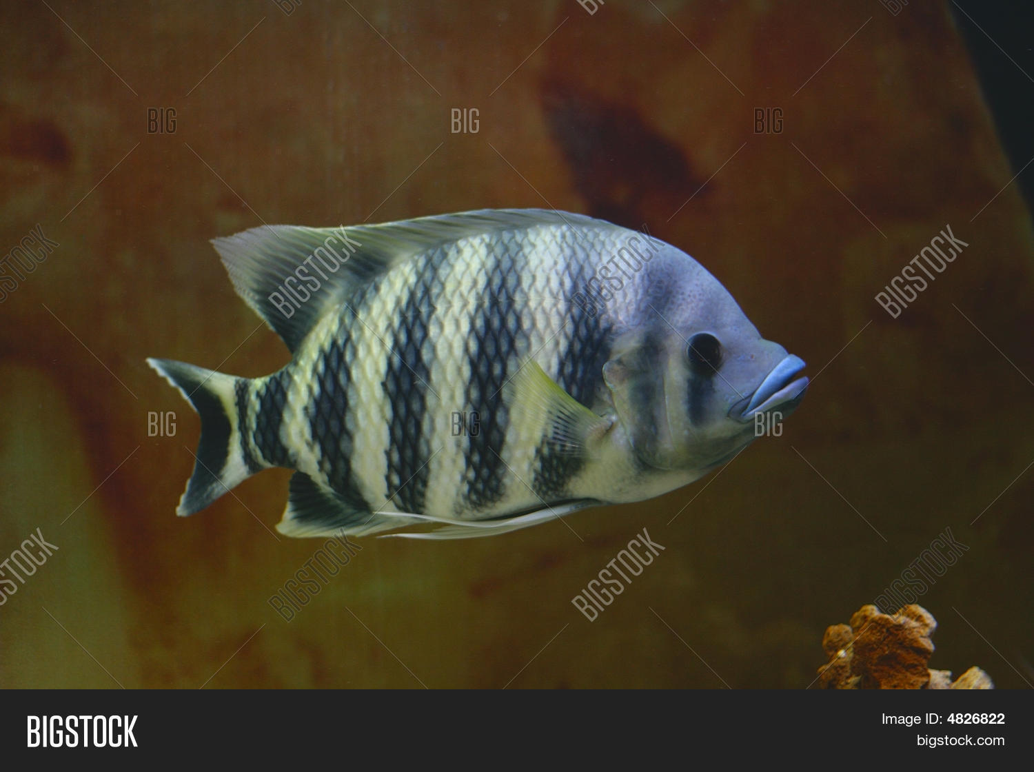 Big Tropical Fish Image & Photo (Free Trial) | Bigstock