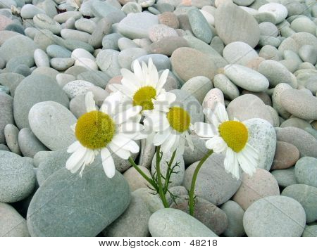 Beach Daisy Image & Photo (Free Trial) | Bigstock