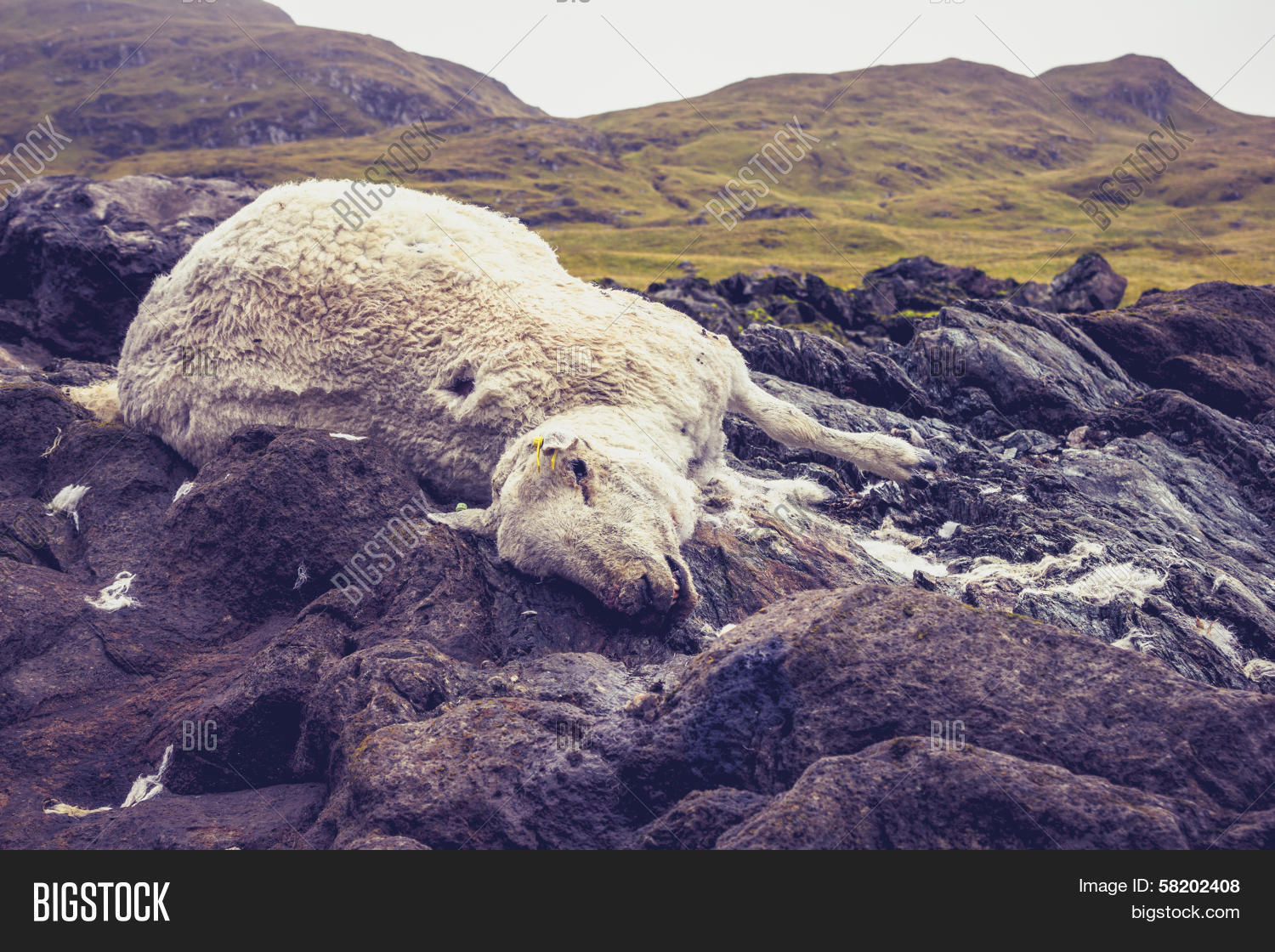 Dead Decomposing Sheep Image & Photo (Free Trial) | Bigstock