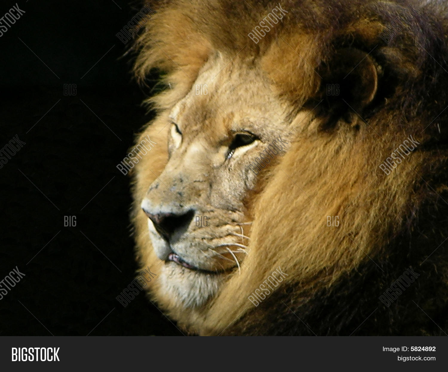 Lion Face Image & Photo (Free Trial) | Bigstock