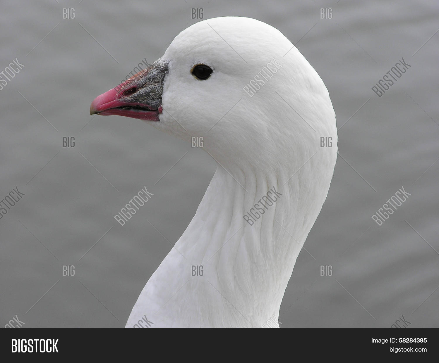 Greater Snow Goose Image & Photo (Free Trial) | Bigstock