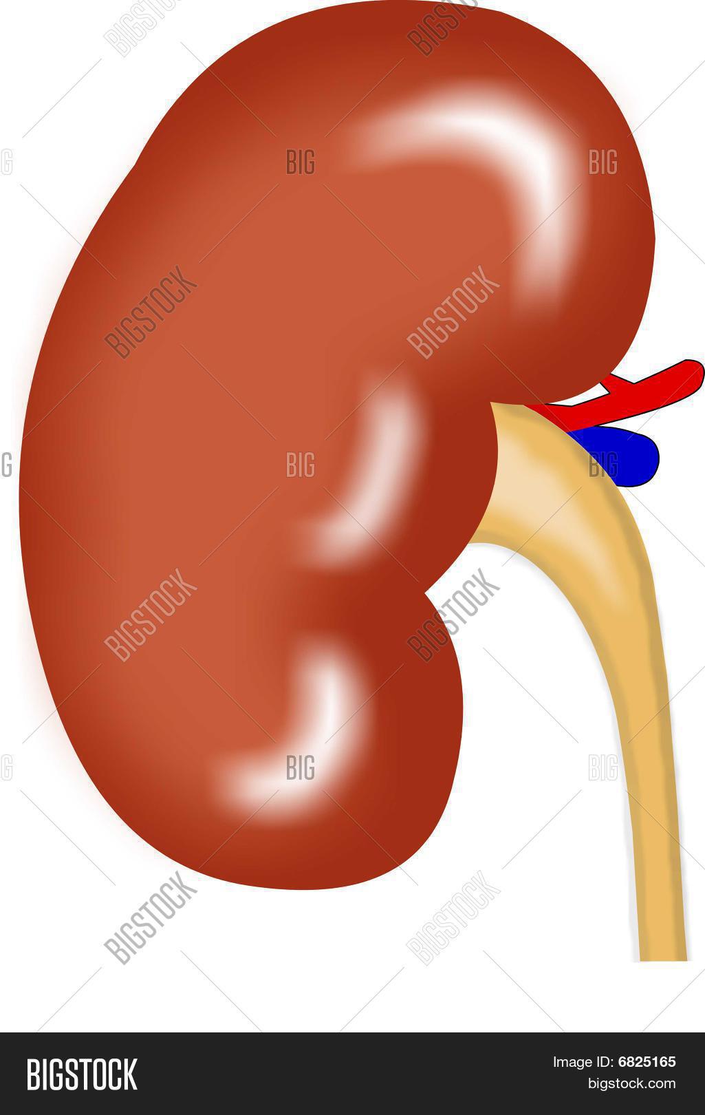 Single Kidney Vector & Photo | Bigstock