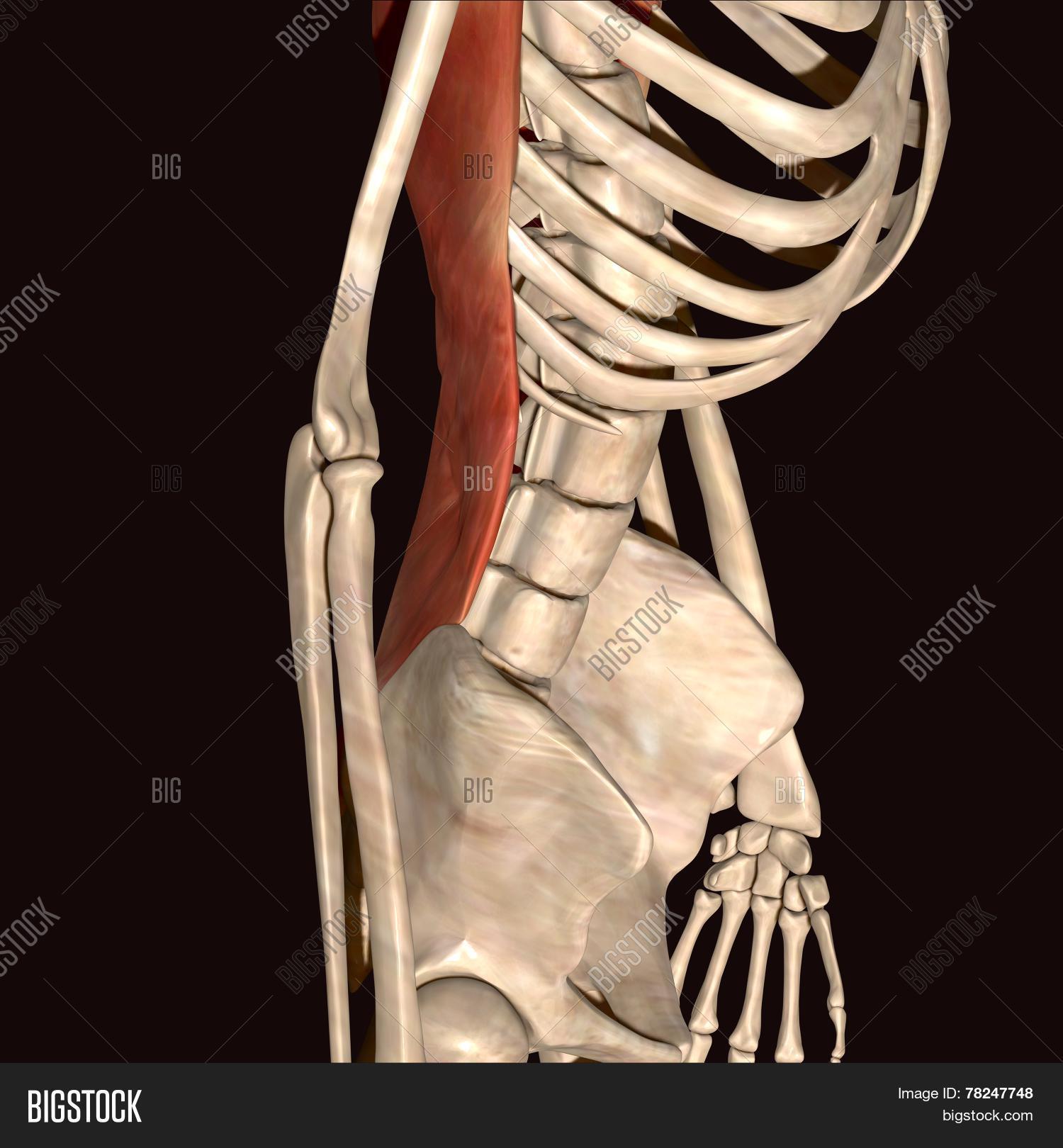 Skeleton Muscle Image & Photo (Free Trial) | Bigstock