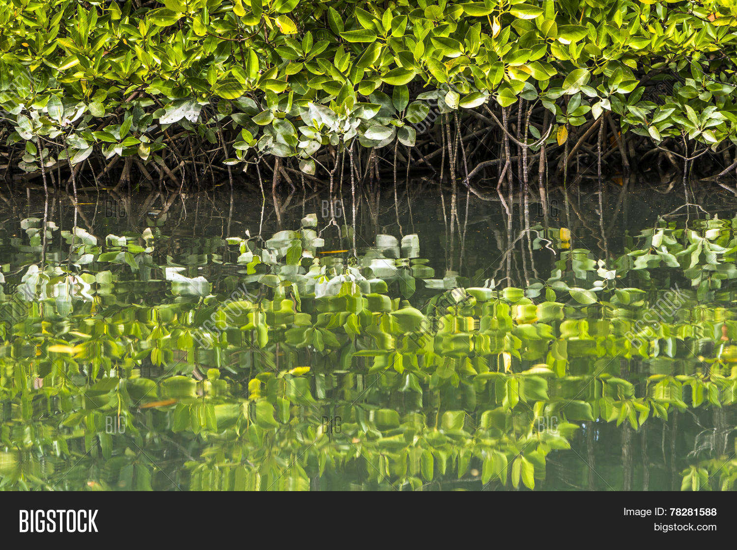 Beautiful Mangrove Image & Photo (Free Trial) | Bigstock