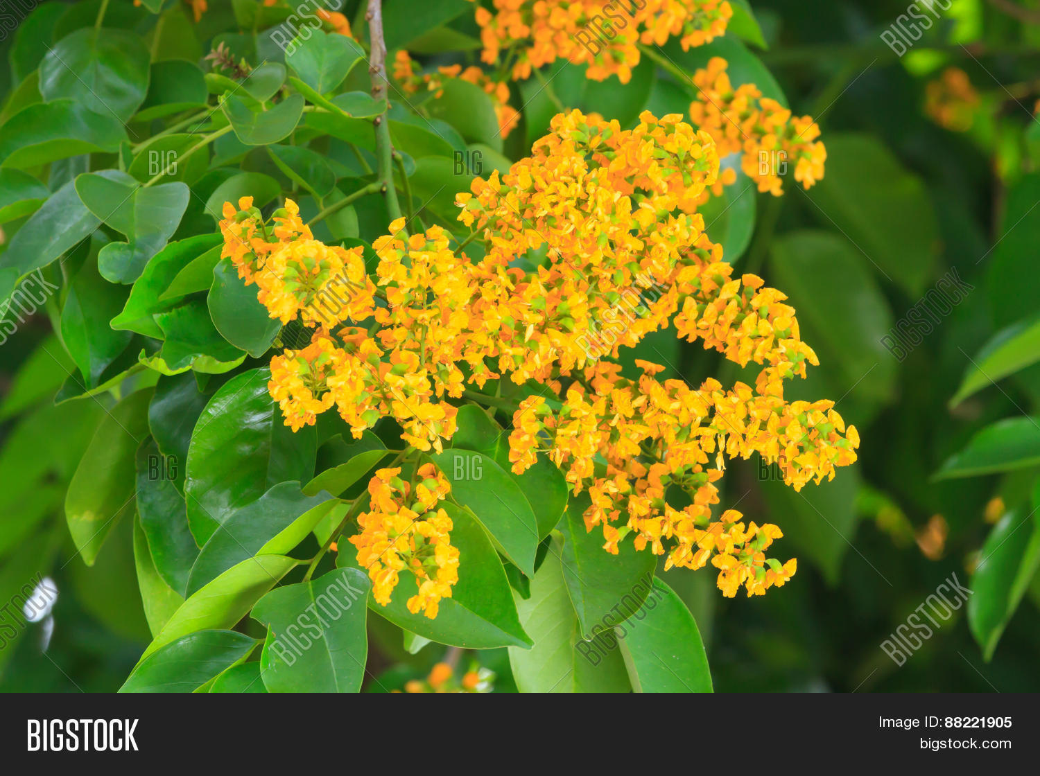 Padauk Flower Image & Photo (Free Trial) | Bigstock