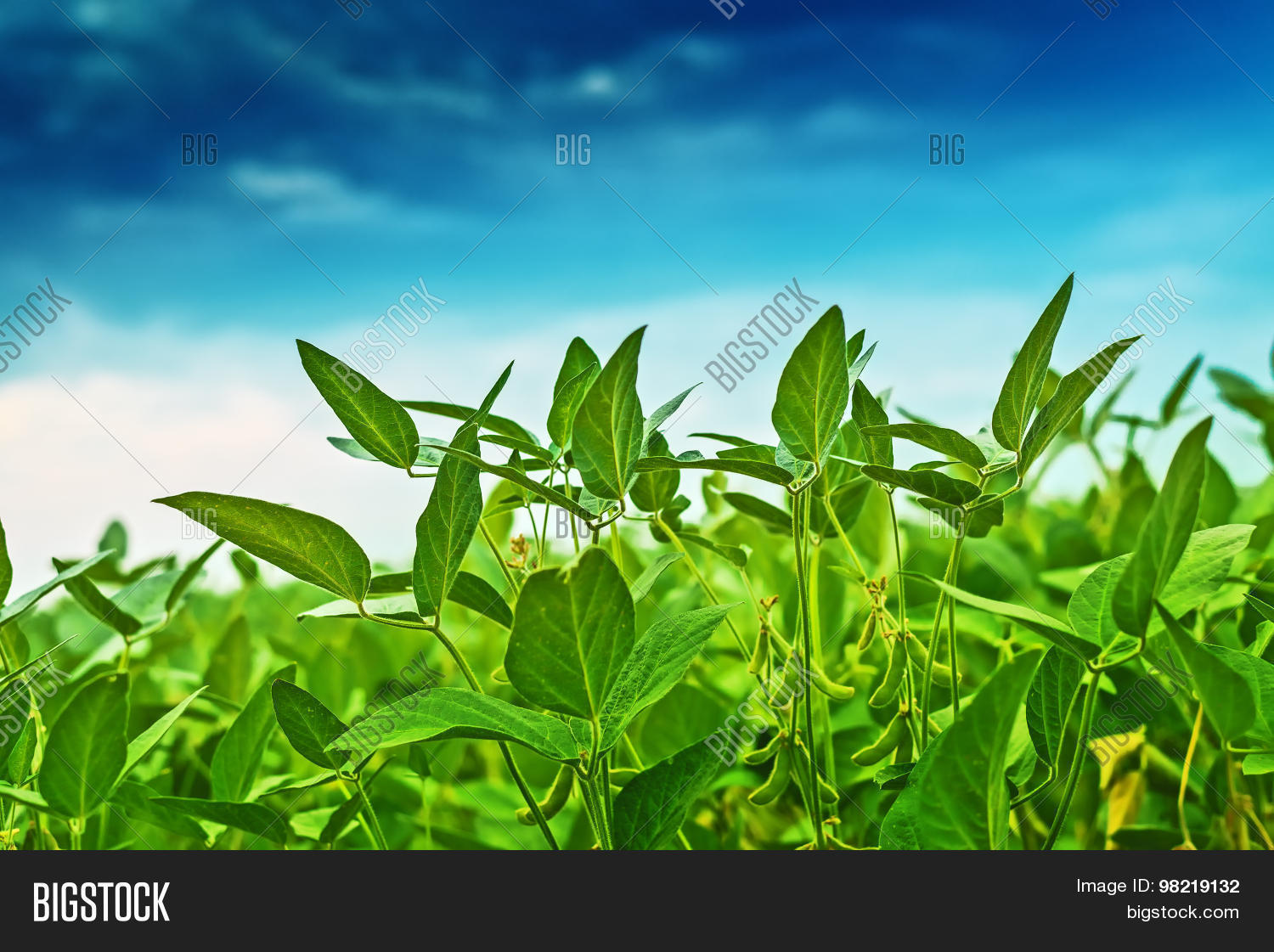 Soybean Crops Field Image & Photo (Free Trial) | Bigstock