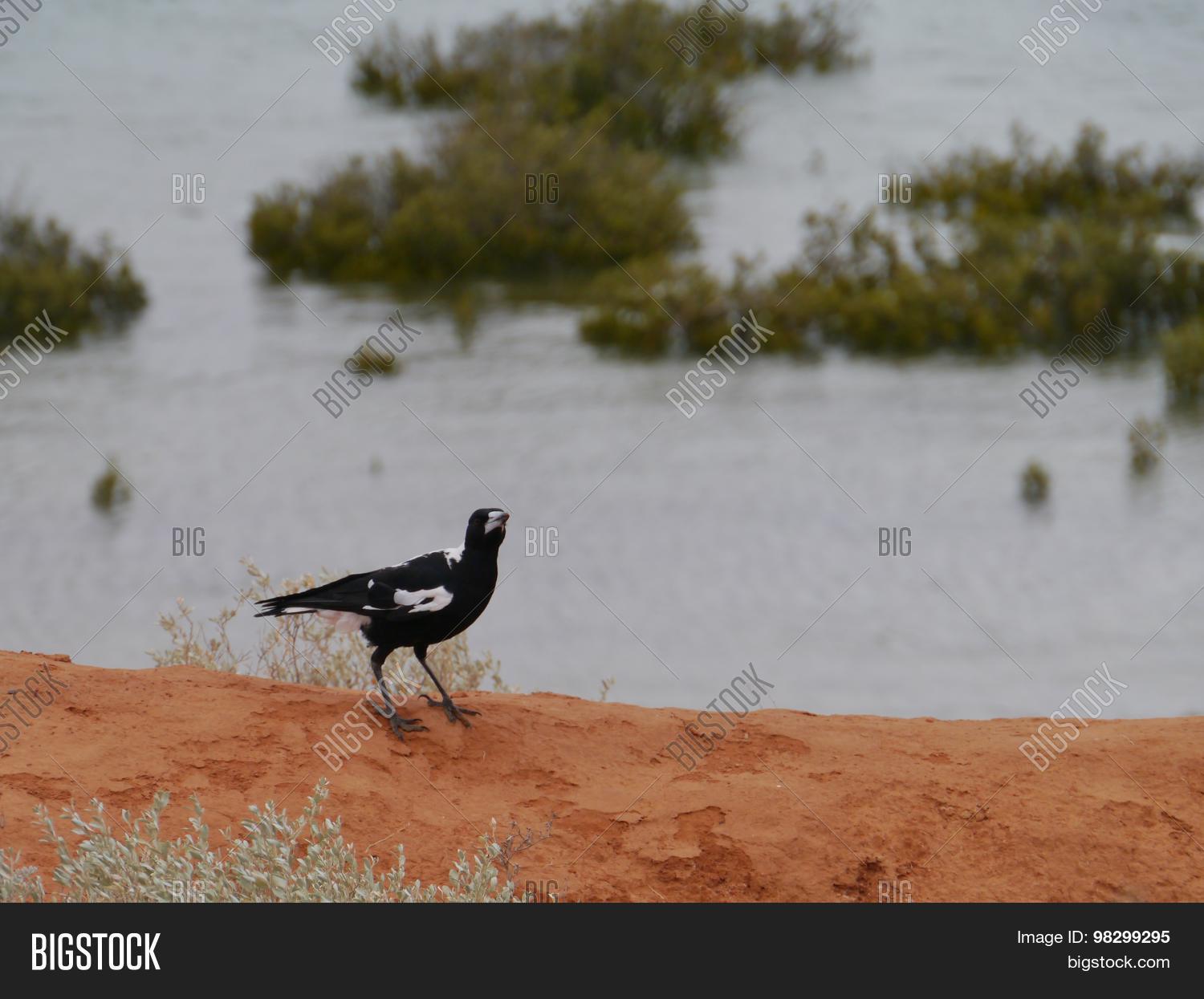 Australian Magpie Image & Photo (Free Trial) | Bigstock