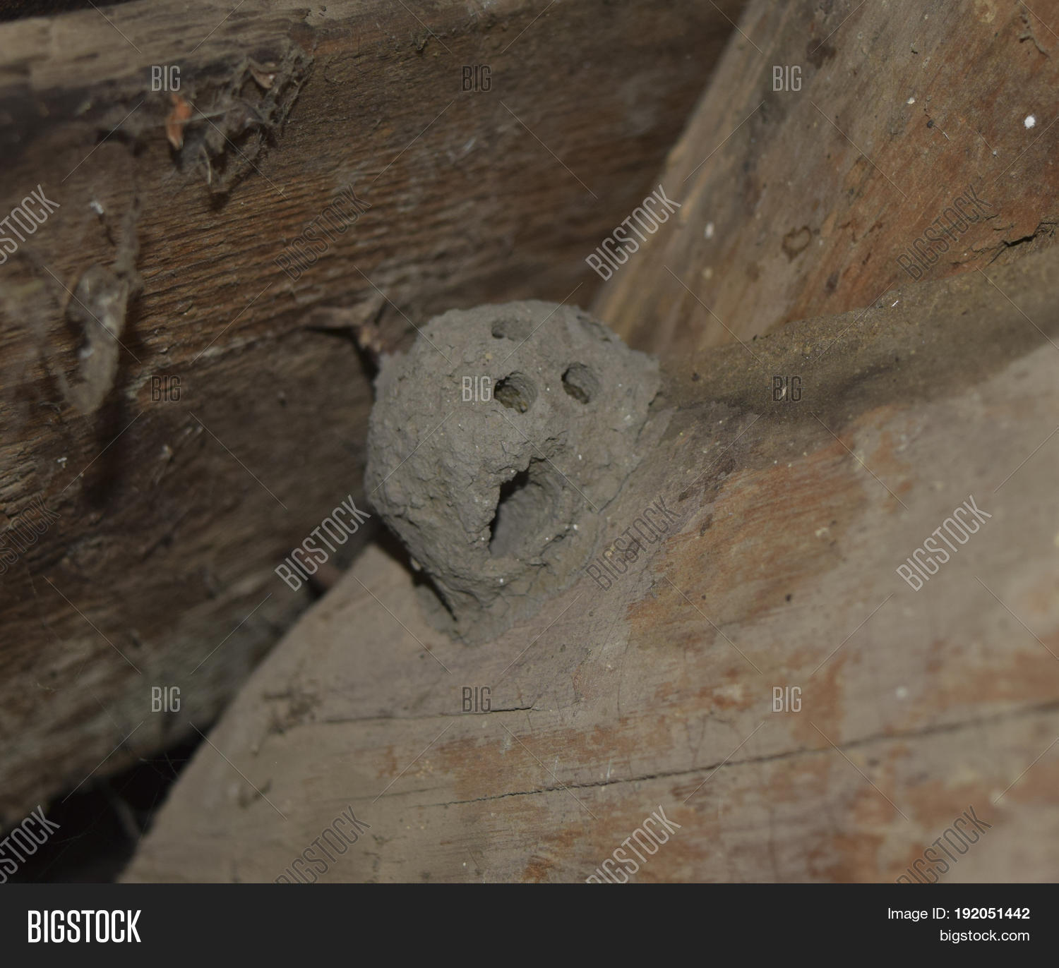 Clay Nest Wasps. Nest Image & Photo (Free Trial) | Bigstock