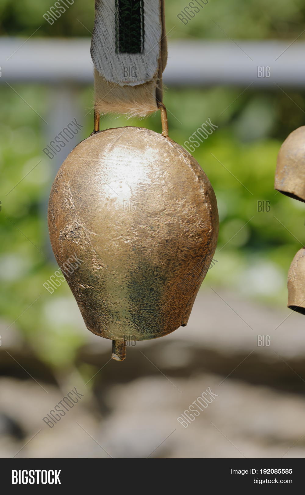Bells Cows Hanging Image & Photo (Free Trial) | Bigstock