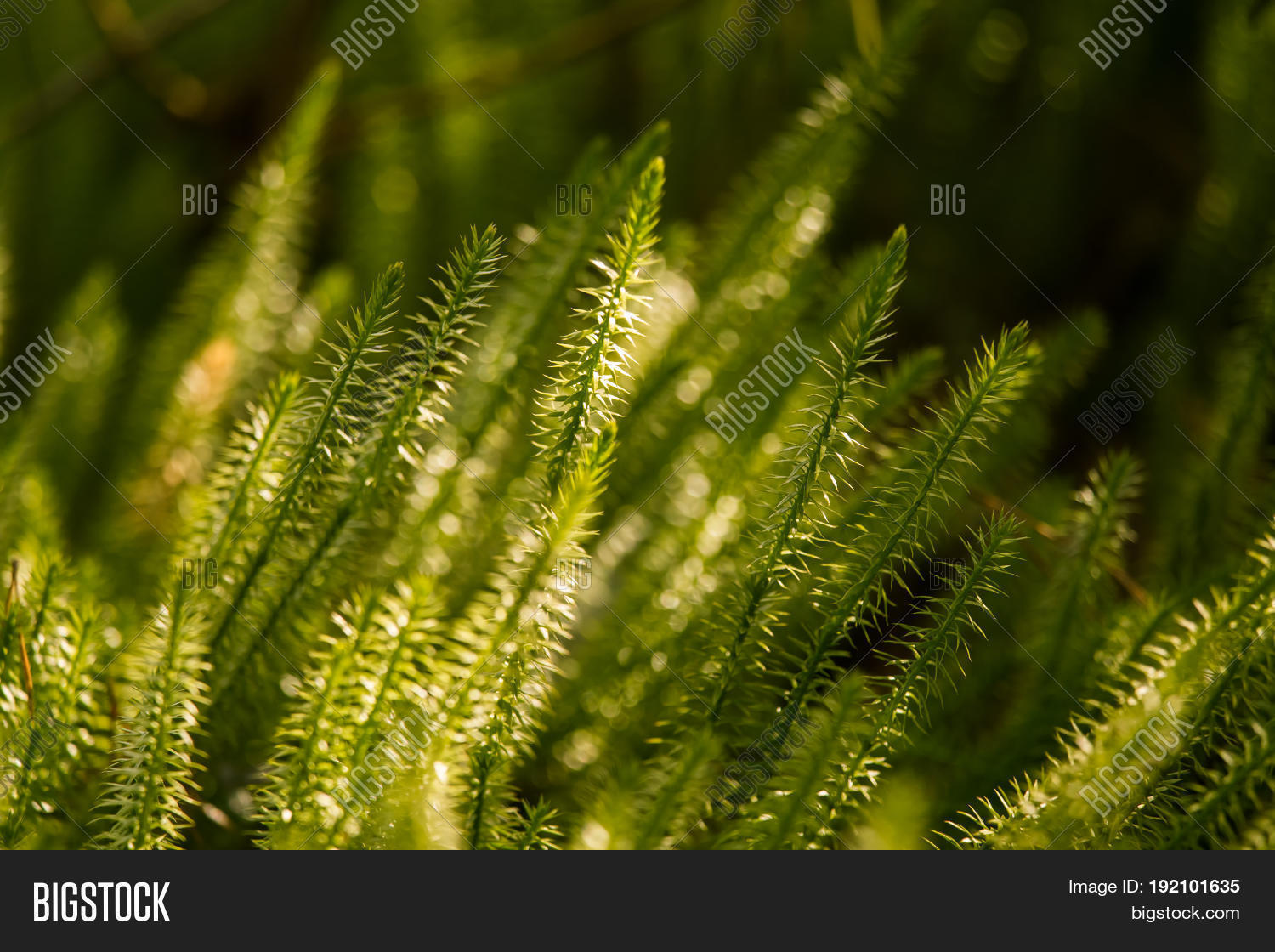Beautiful, Fresh Image & Photo (Free Trial) | Bigstock