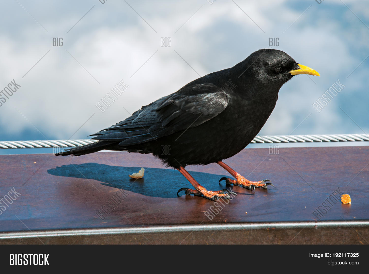 Close Crow On Image & Photo (Free Trial) | Bigstock
