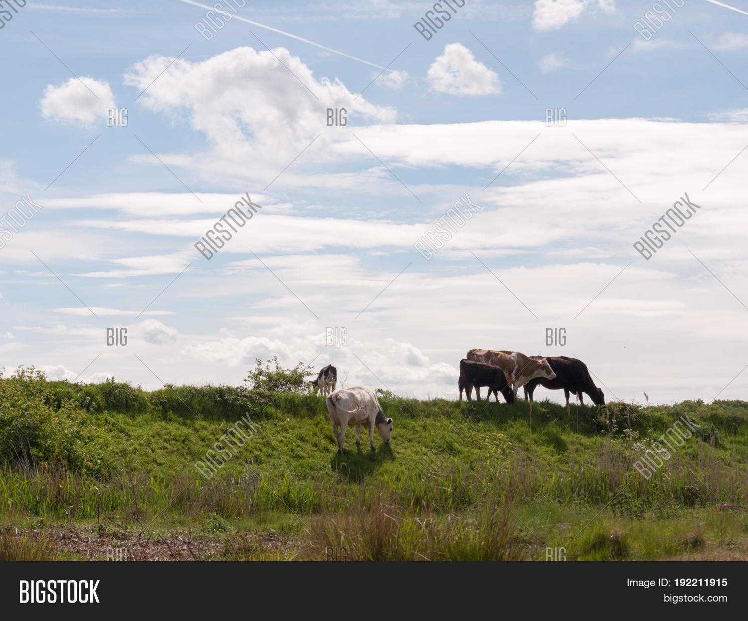 Several Cows Atop Image & Photo (Free Trial) | Bigstock