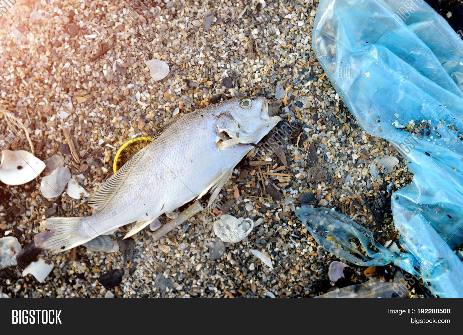 Body Death Fish On Image & Photo (Free Trial) | Bigstock