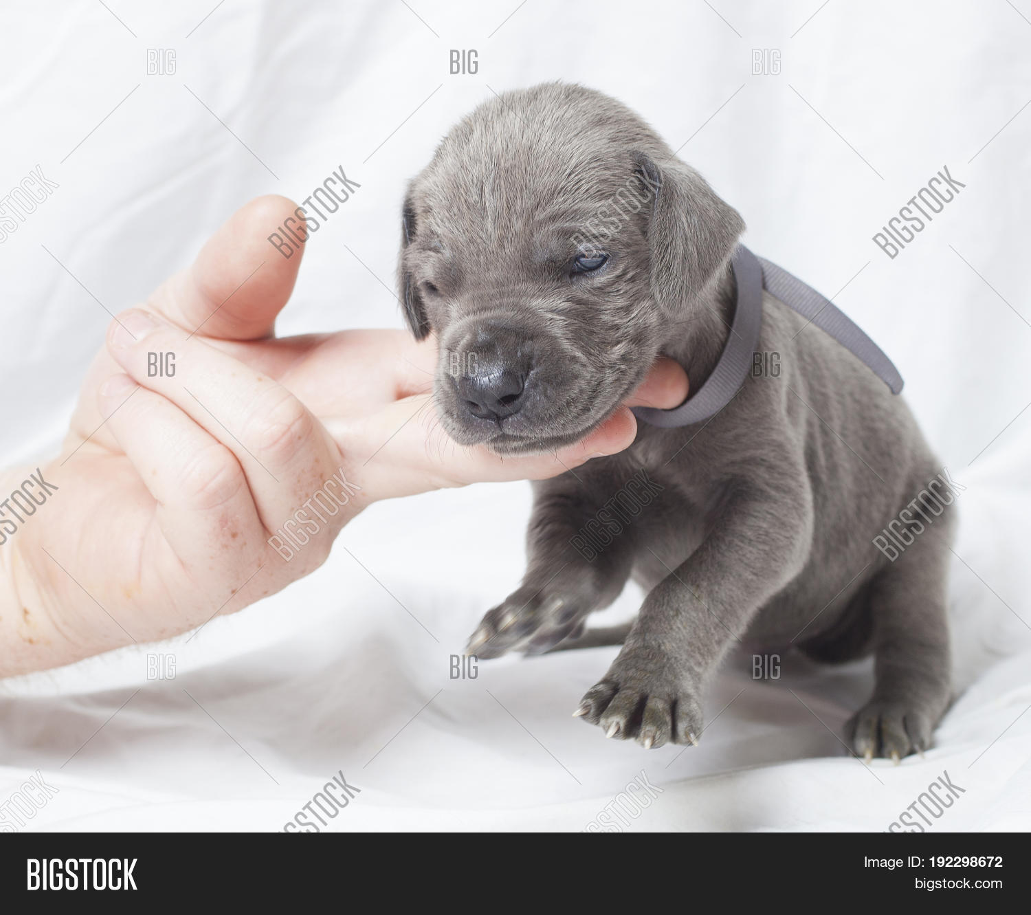Grey Great Dane Puppy Image & Photo (Free Trial) | Bigstock