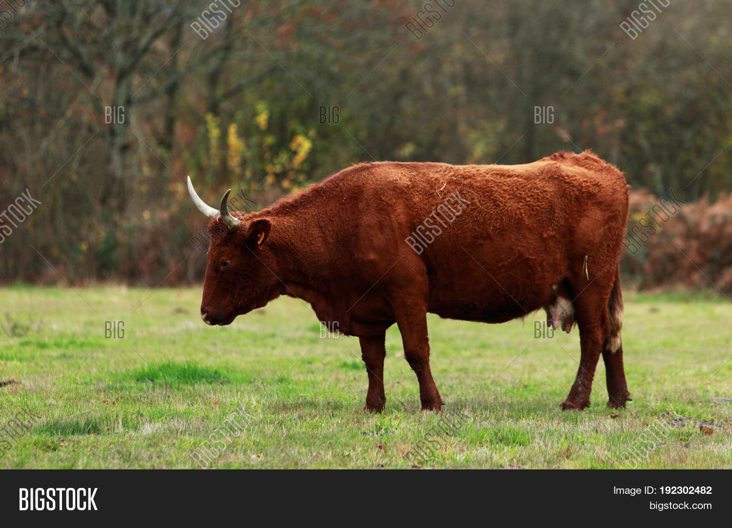 Brown Cattle Long Image & Photo (Free Trial) | Bigstock