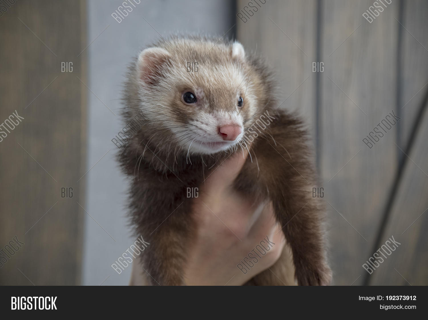 Ferret Hands Man. Hand Image & Photo (Free Trial) | Bigstock