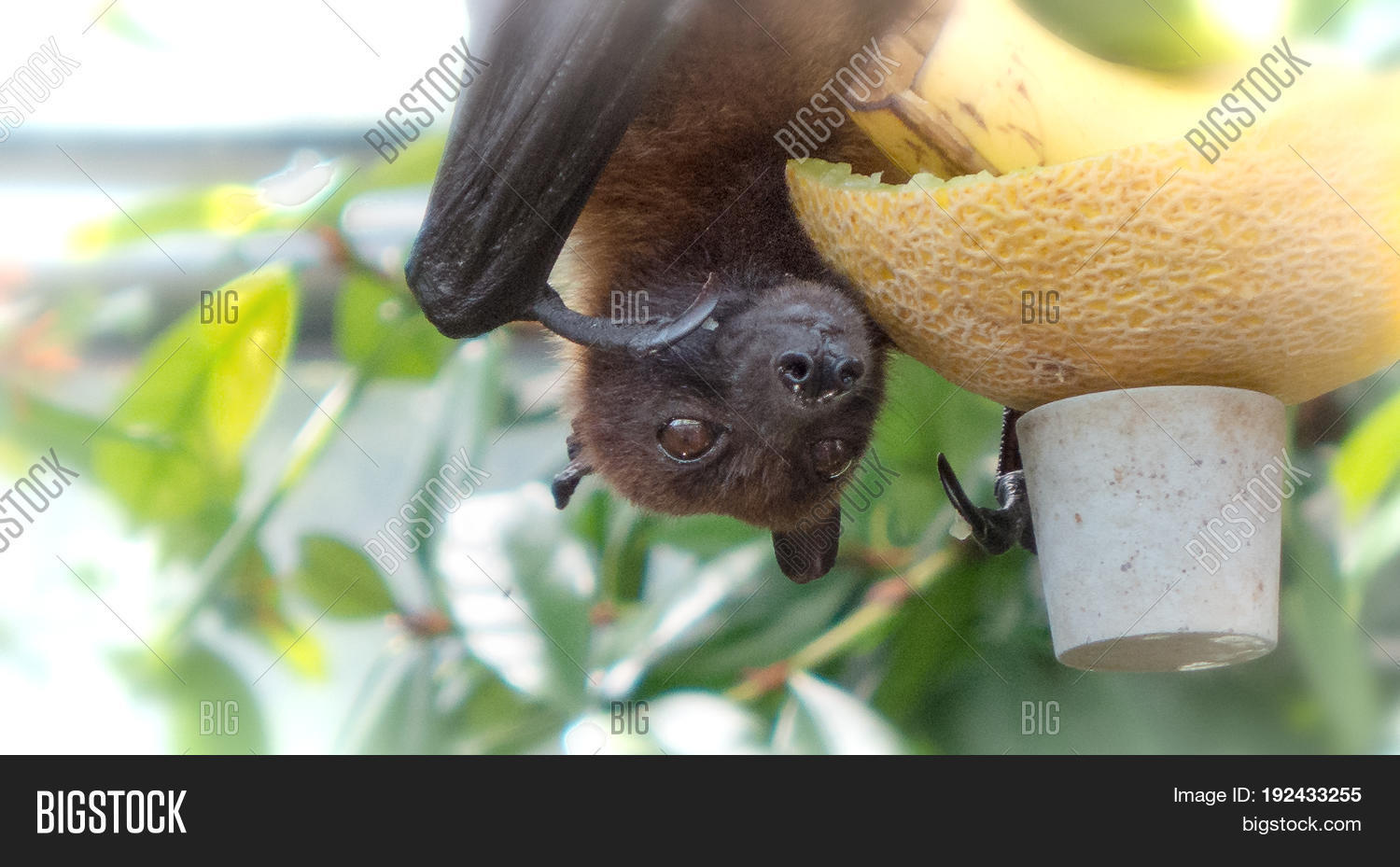 Hungry Bat German Zoo Image & Photo (Free Trial) | Bigstock