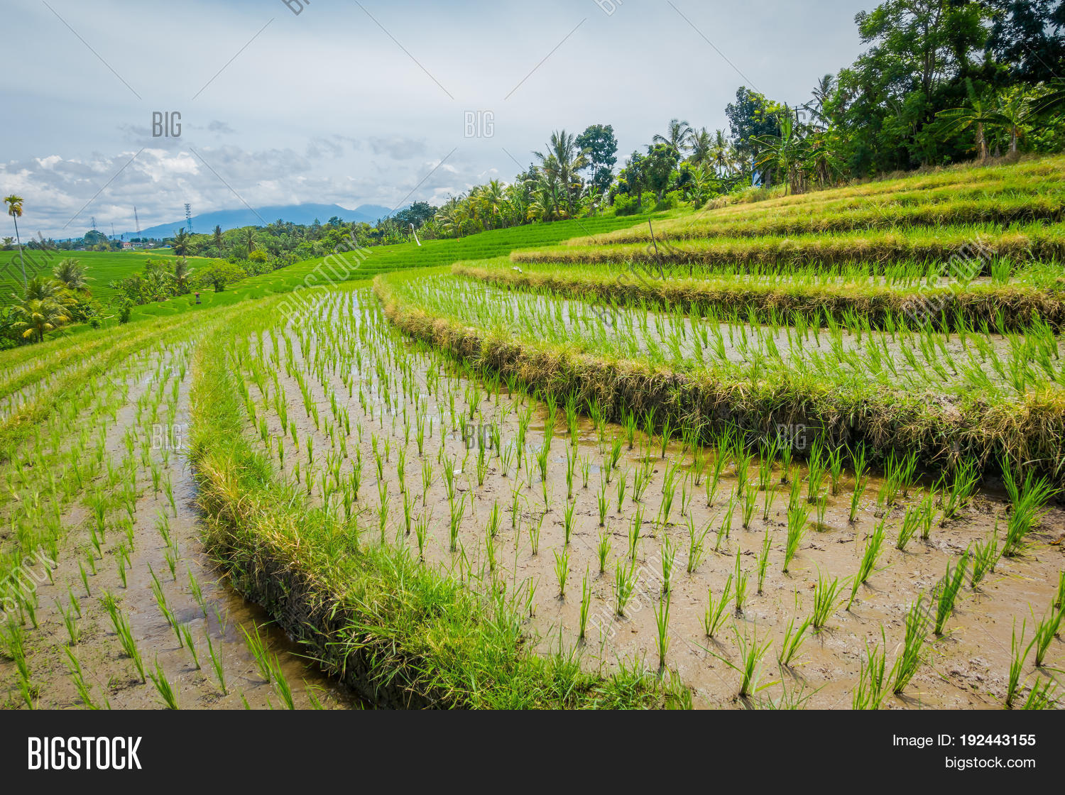 Beautiful Green Rice Image & Photo (Free Trial) | Bigstock