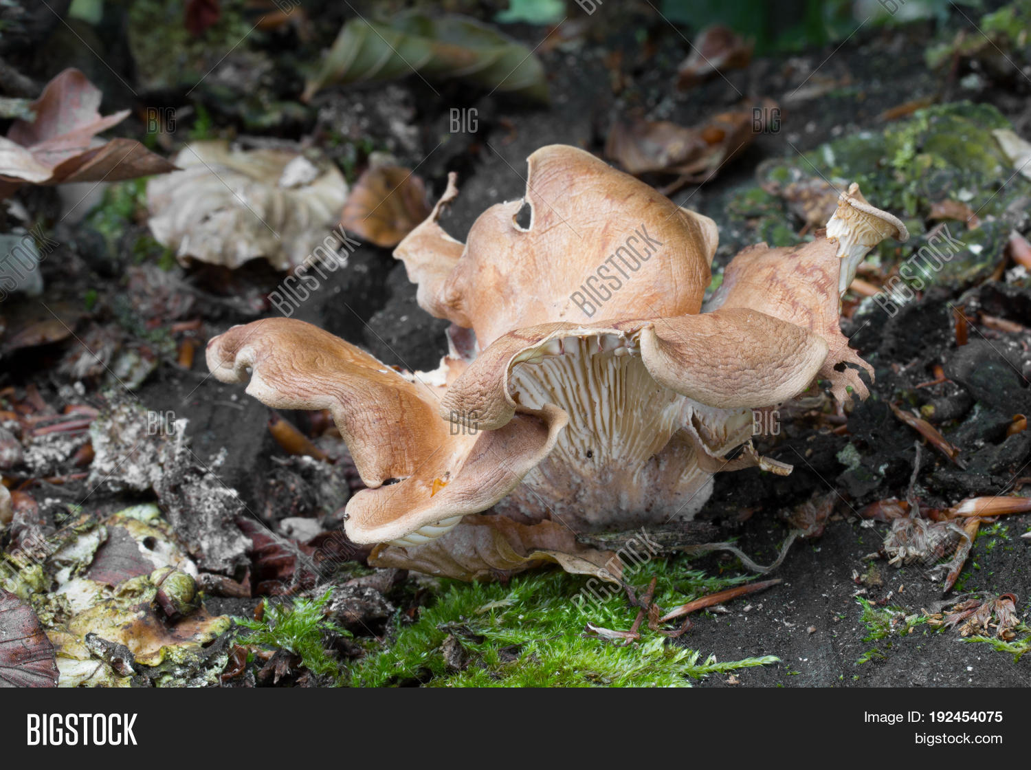 Panus Conchatus Image & Photo (Free Trial) | Bigstock