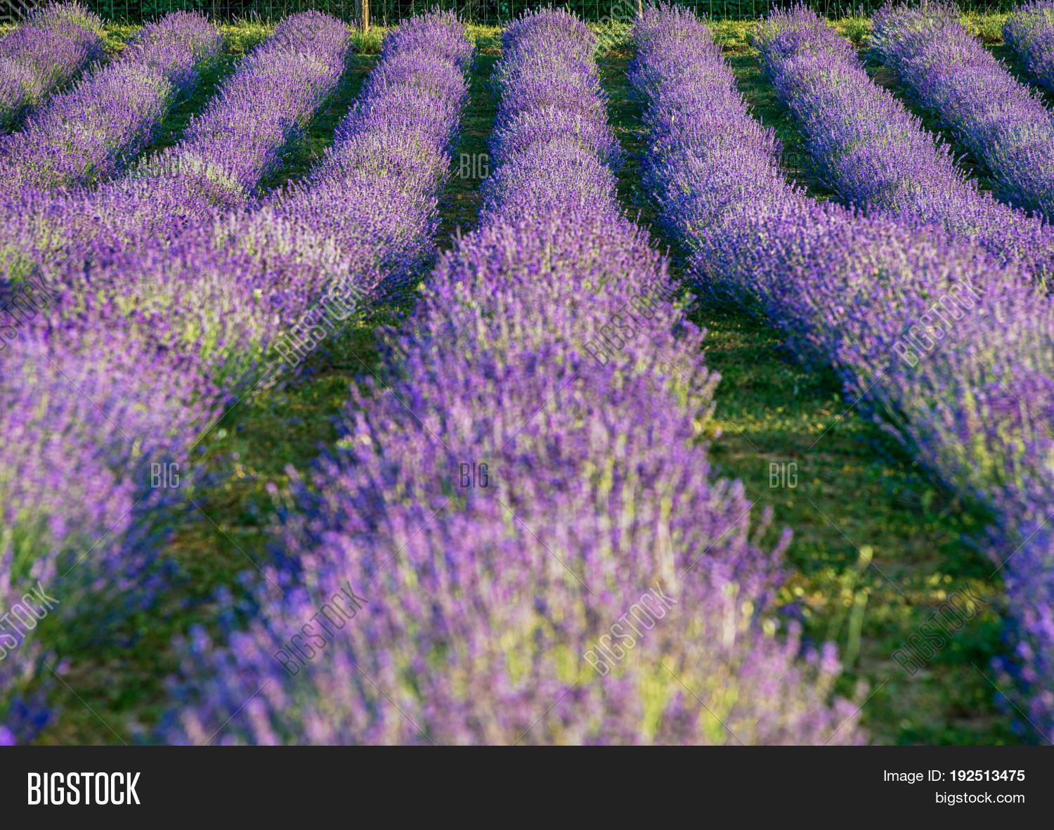 Colorful Purple Image & Photo (Free Trial) | Bigstock