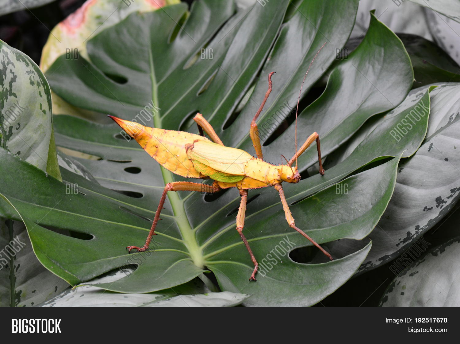 Malaysian Stick Bug Image & Photo (Free Trial) | Bigstock