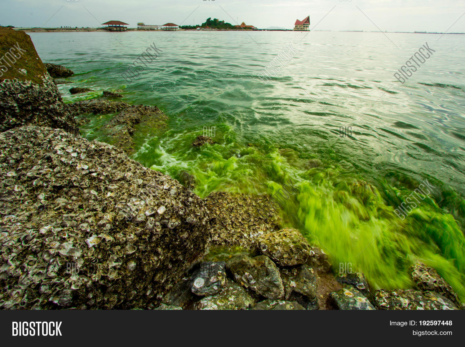 Plankton Bloom,Algae Image & Photo (Free Trial) | Bigstock