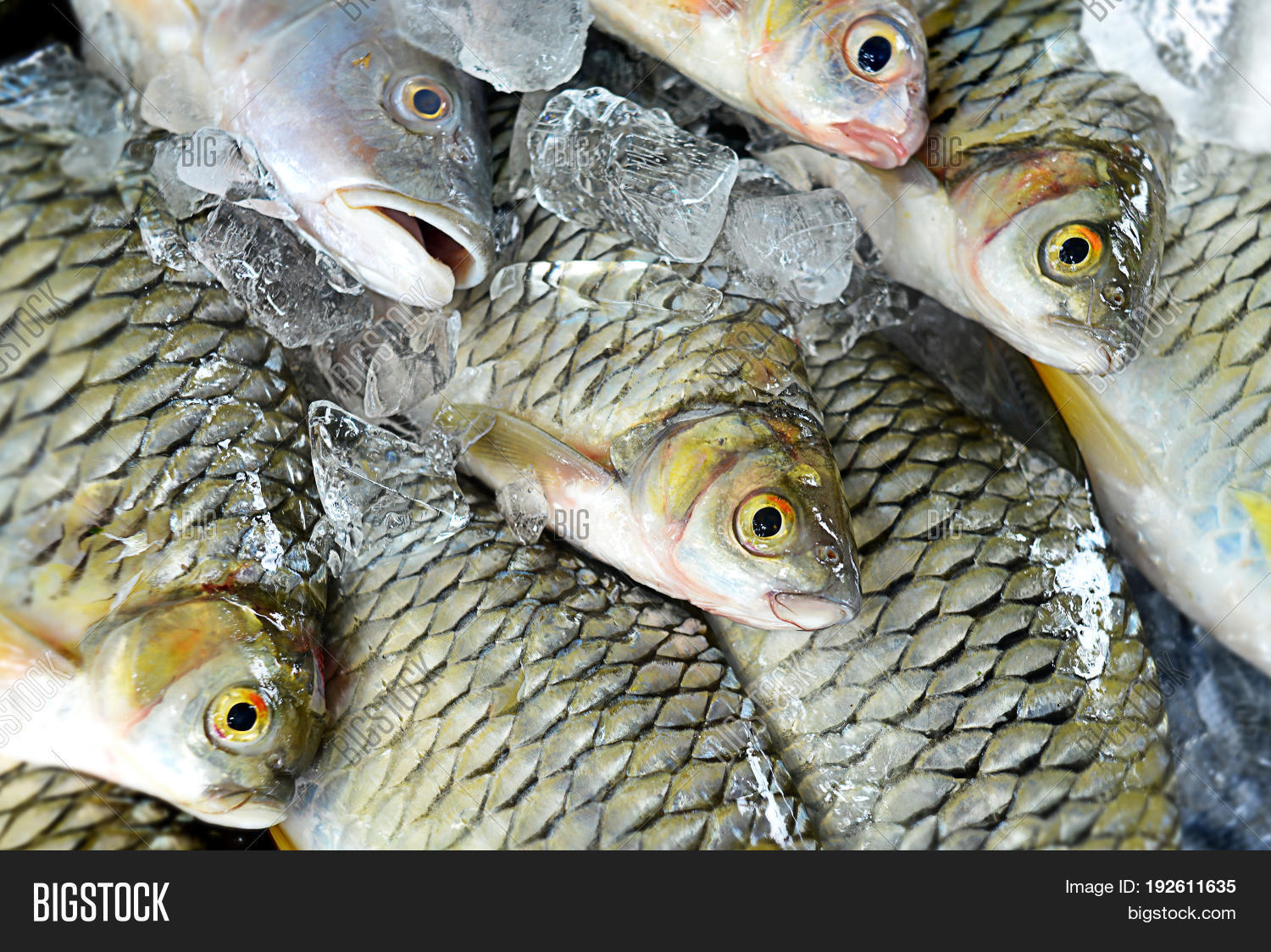 Roadside Fish Market Image & Photo (Free Trial) | Bigstock