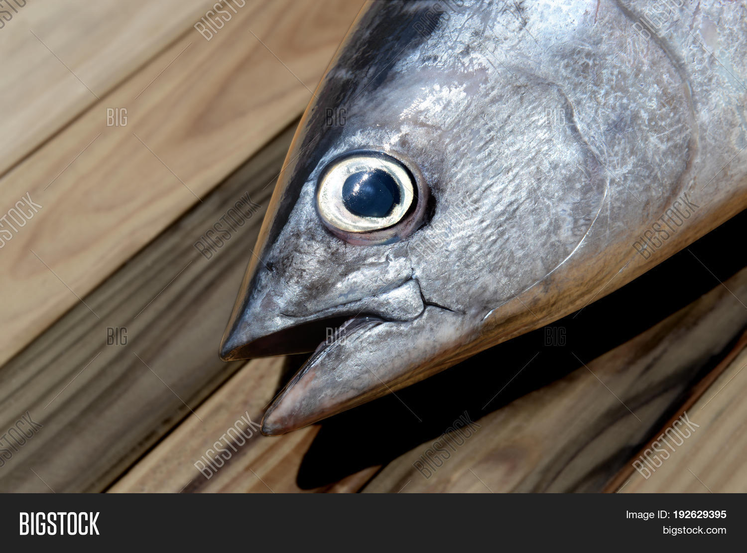 Fresh Bluefin Tuna Image & Photo (Free Trial) | Bigstock
