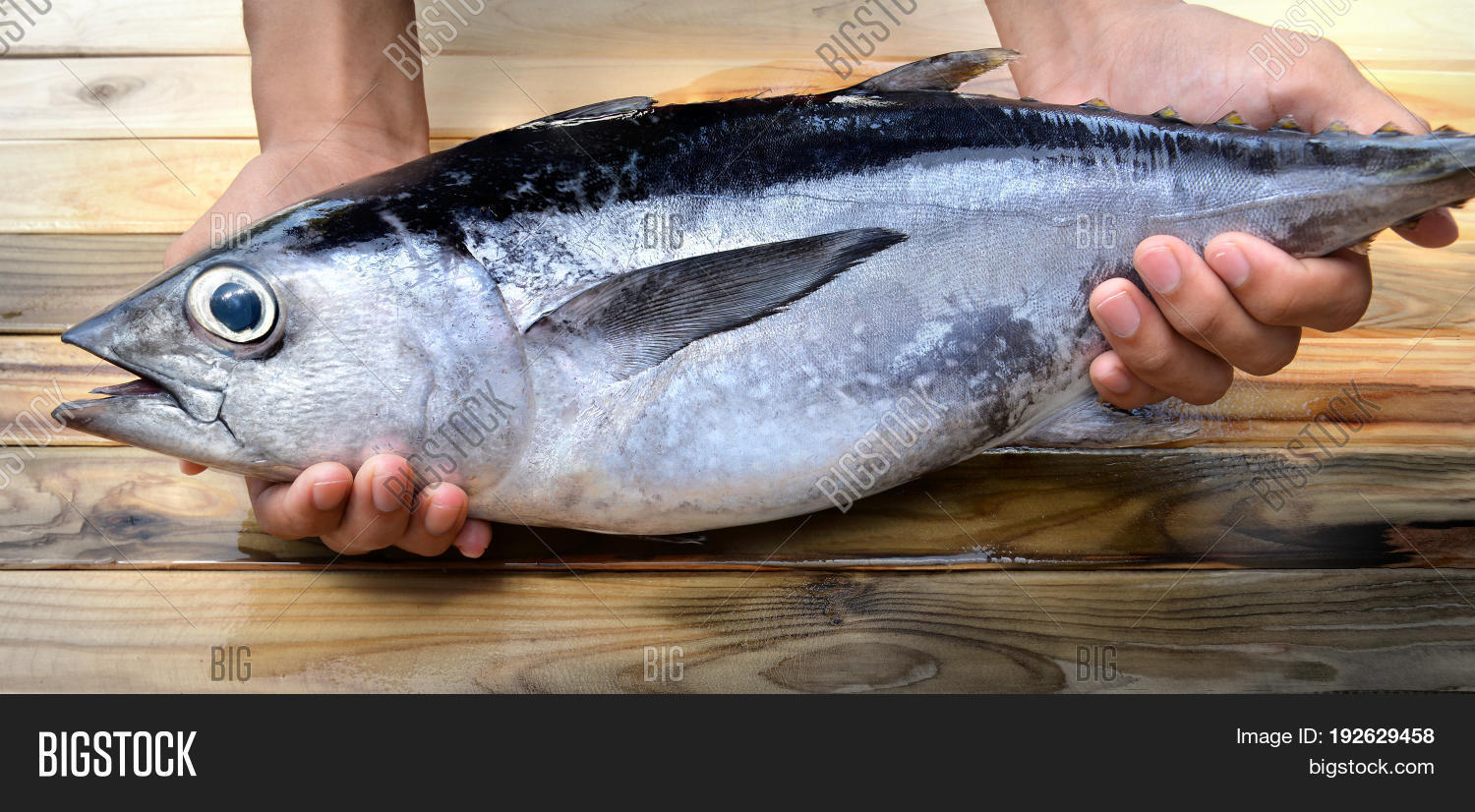 Fresh Bluefin Tuna Image & Photo (Free Trial) | Bigstock