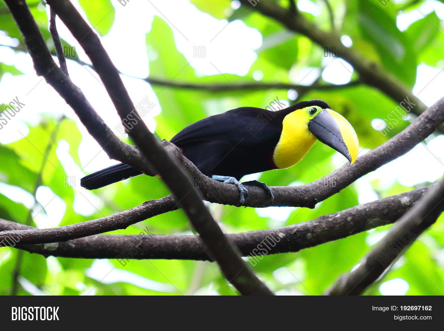 Colorful Yellow Toucan Image & Photo (Free Trial) | Bigstock