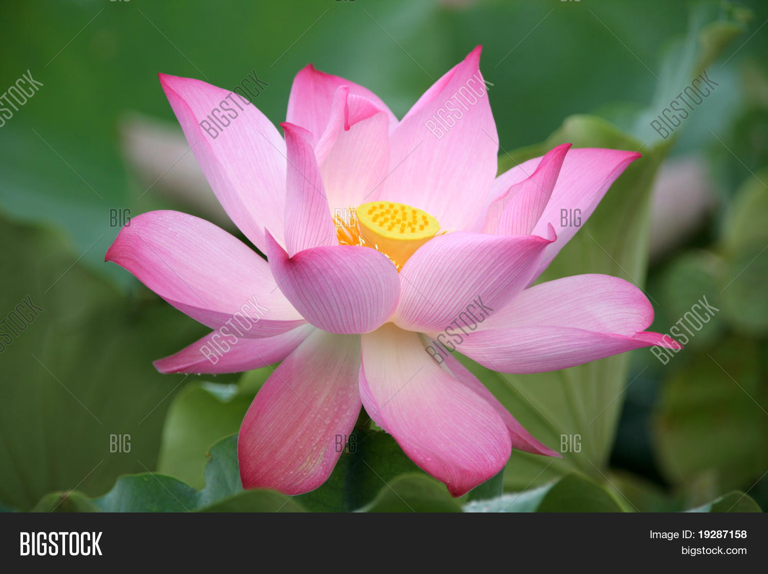 Lotus Flower Blossom Image & Photo (Free Trial) | Bigstock