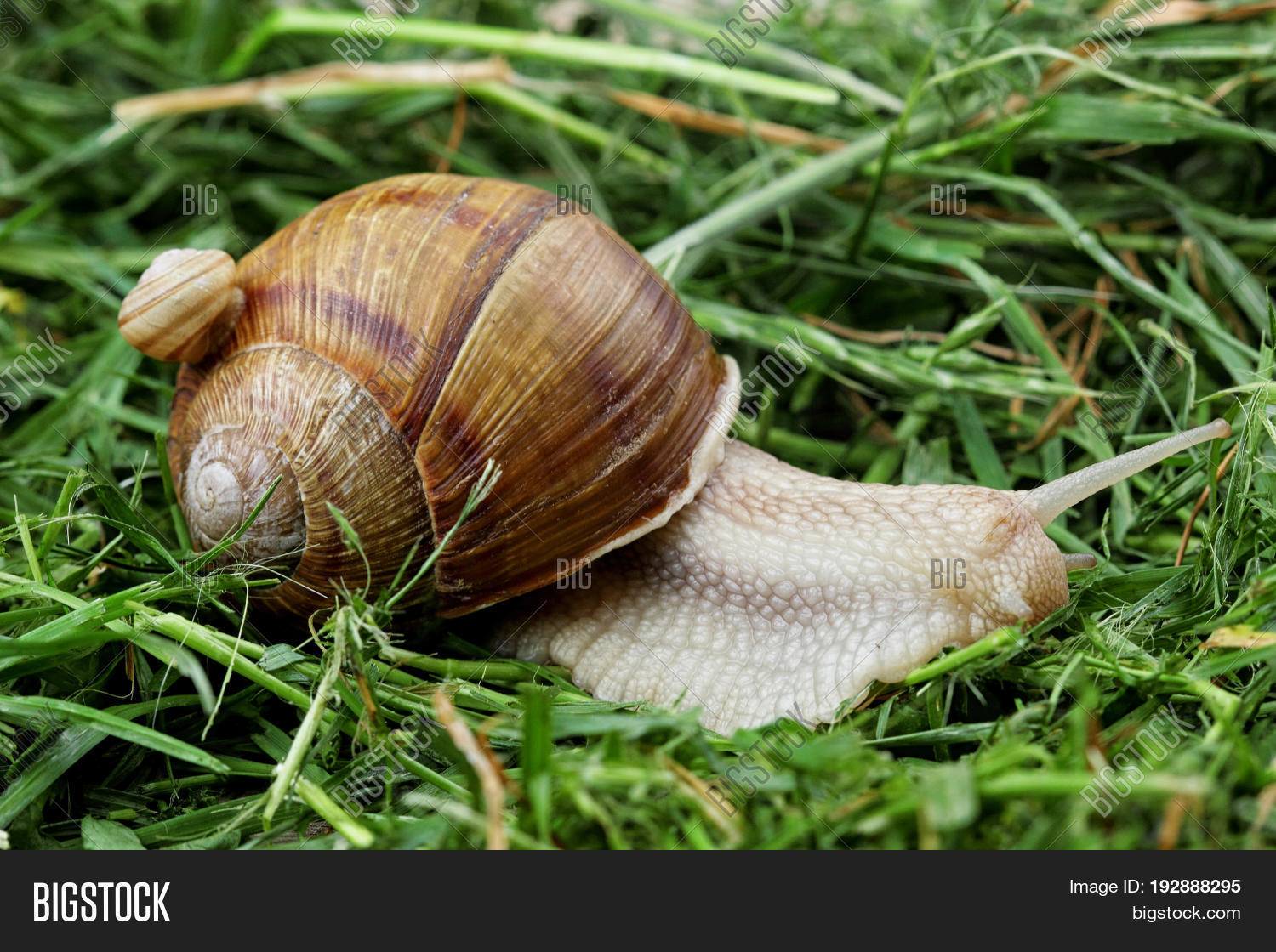 Snail Family .little Image & Photo (Free Trial) | Bigstock