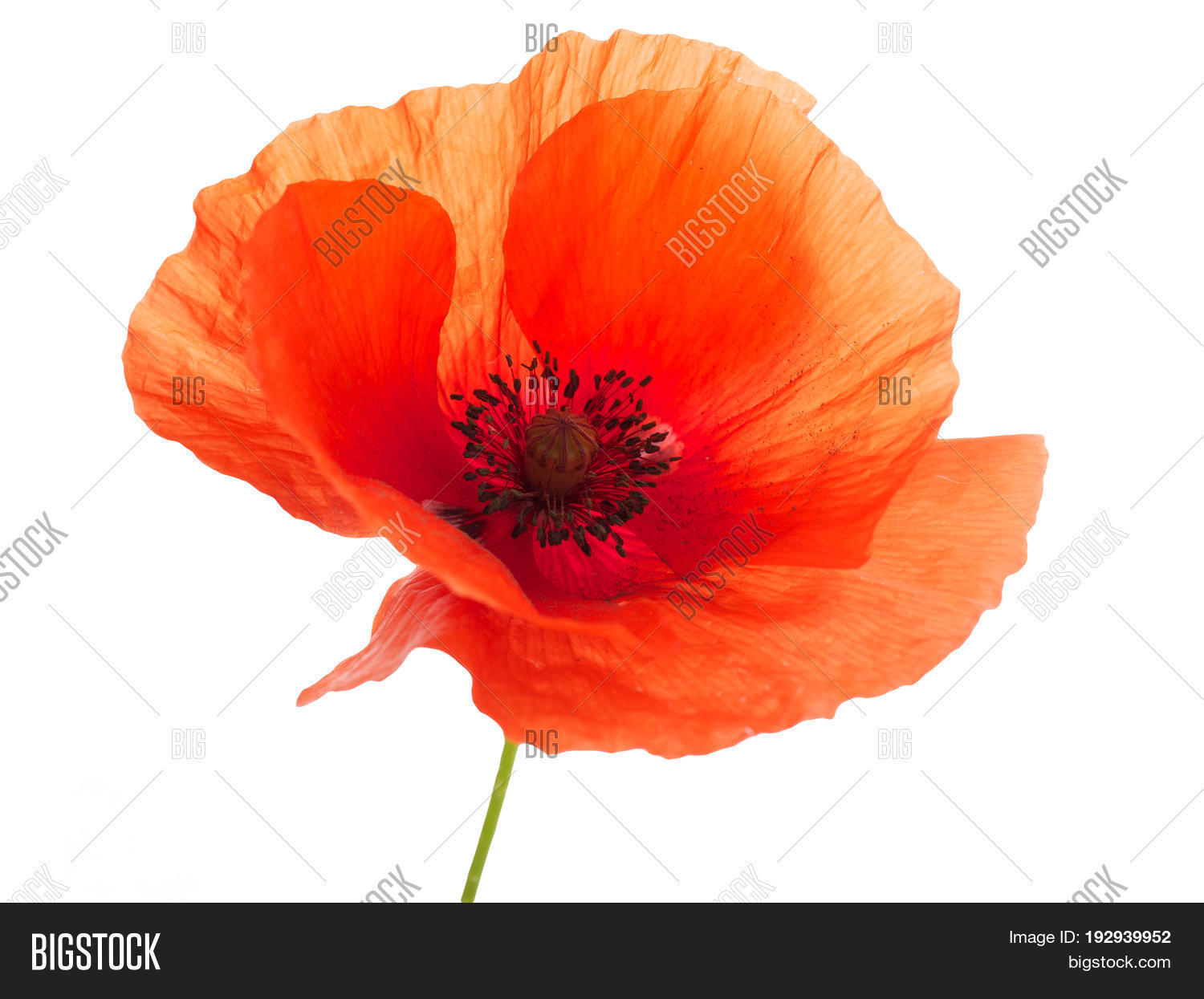 Bright Red Poppy Image & Photo (Free Trial) | Bigstock